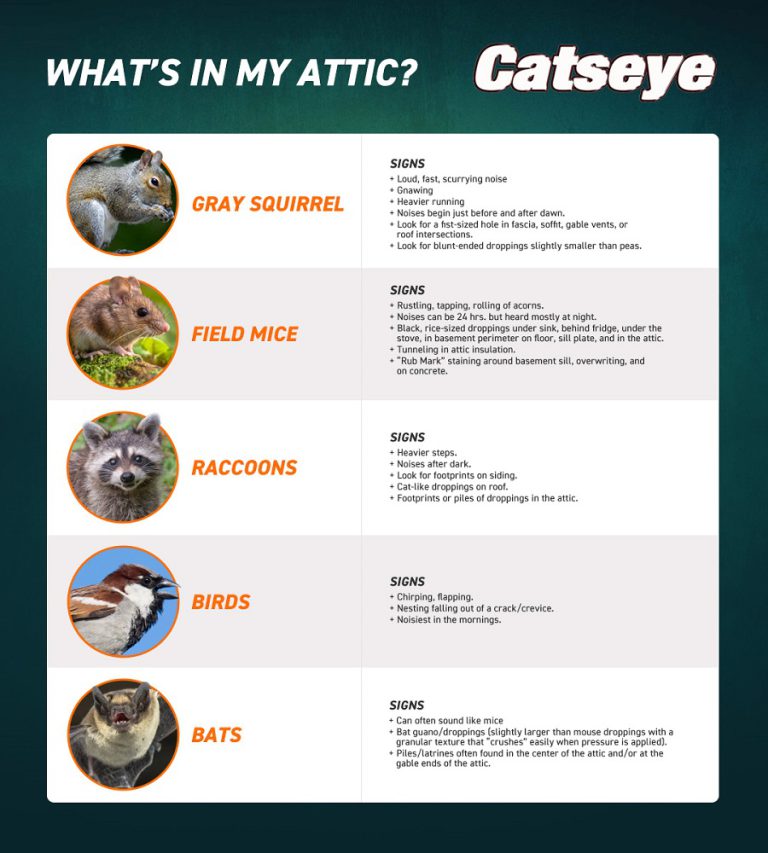 Identify Squirrel Infestation In Your Attic Now